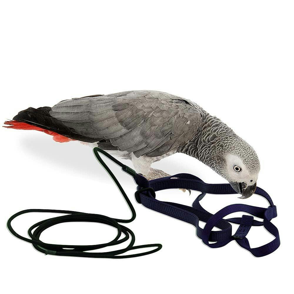 The Aviator Bird Harness Medium [Fågel / Aktivering / Flygsele]
